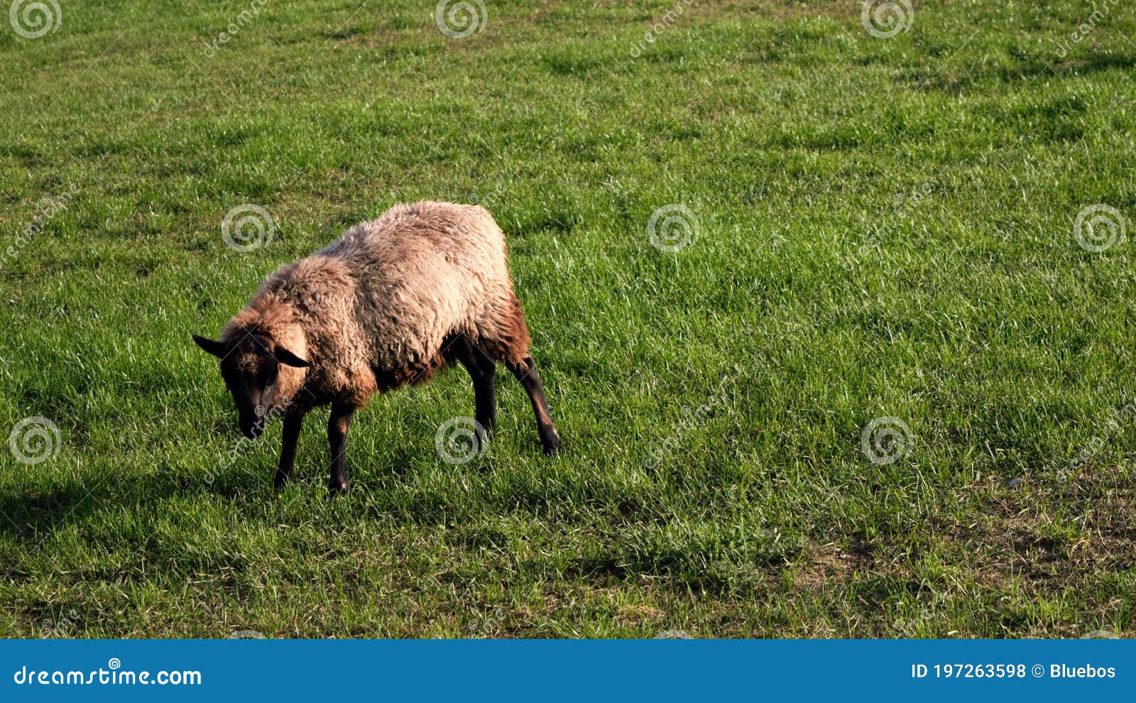Side View of a Sheep Grazing Stock Photo - Image of agricultural ...