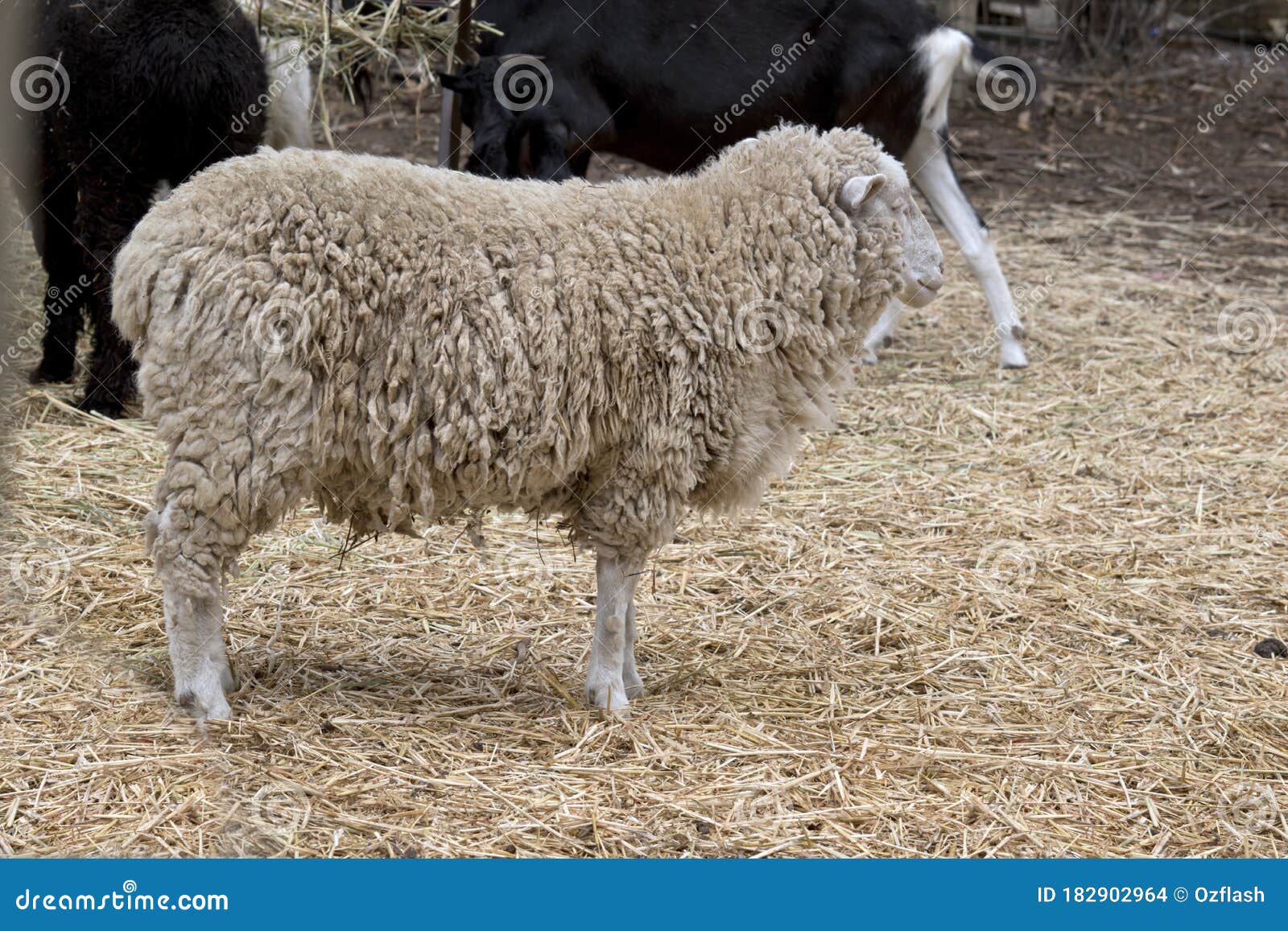 This is a Side View of a Sheep Stock Photo - Image of agriculture ...