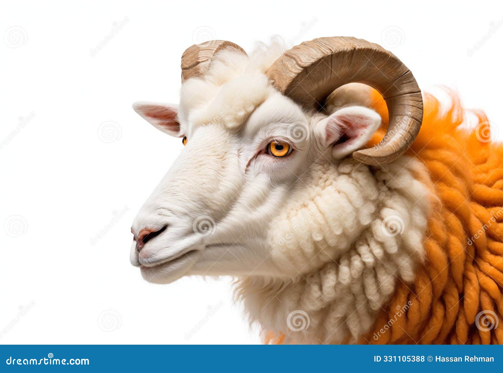 Side View of a Sheep Looking Away Against White Background Isolated on ...