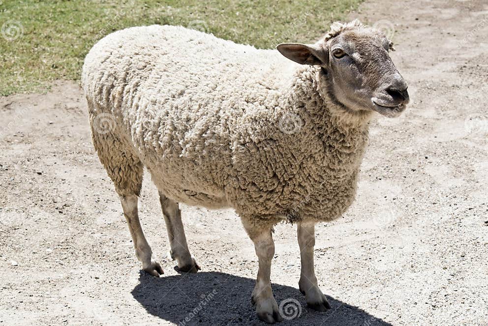 This is a Side View of a Sheep Stock Photo - Image of lamb, wool: 163593646