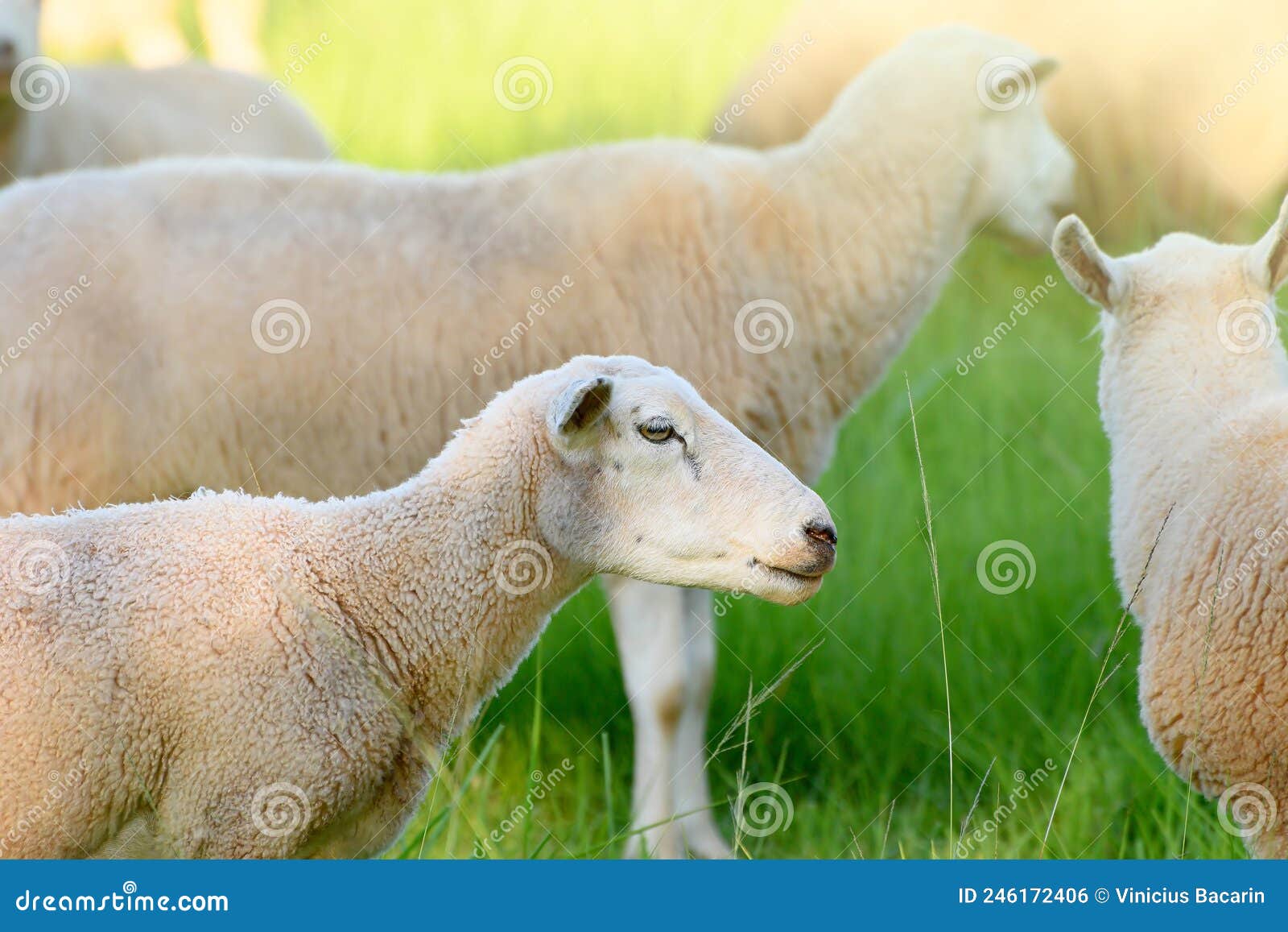 Side View of a Sheep in the Pasture Stock Photo - Image of agriculture ...