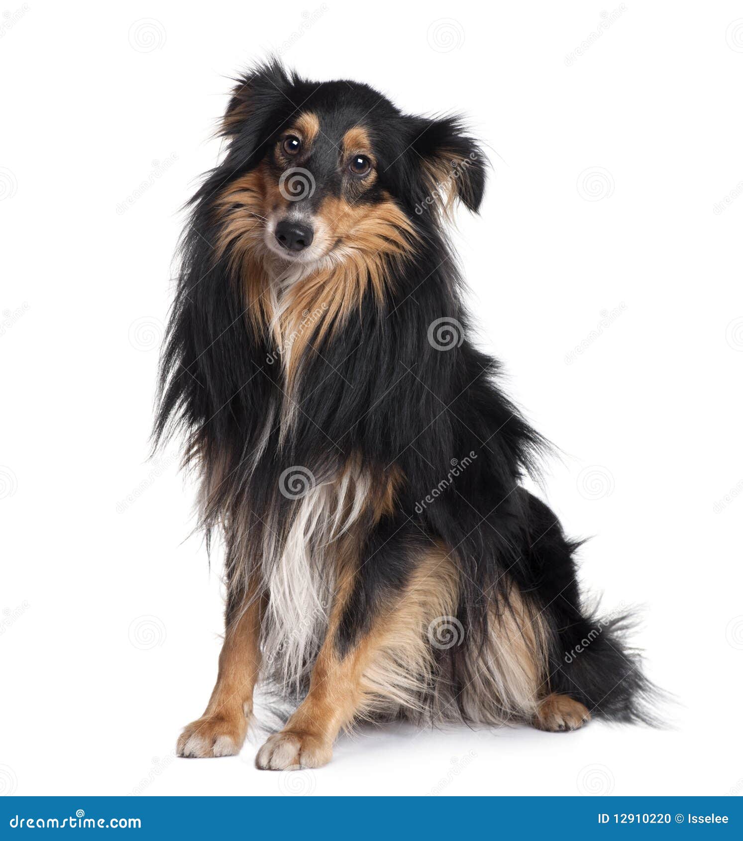 Side View of Sheltie Dog, Sitting Stock Photo - Image of purebred ...