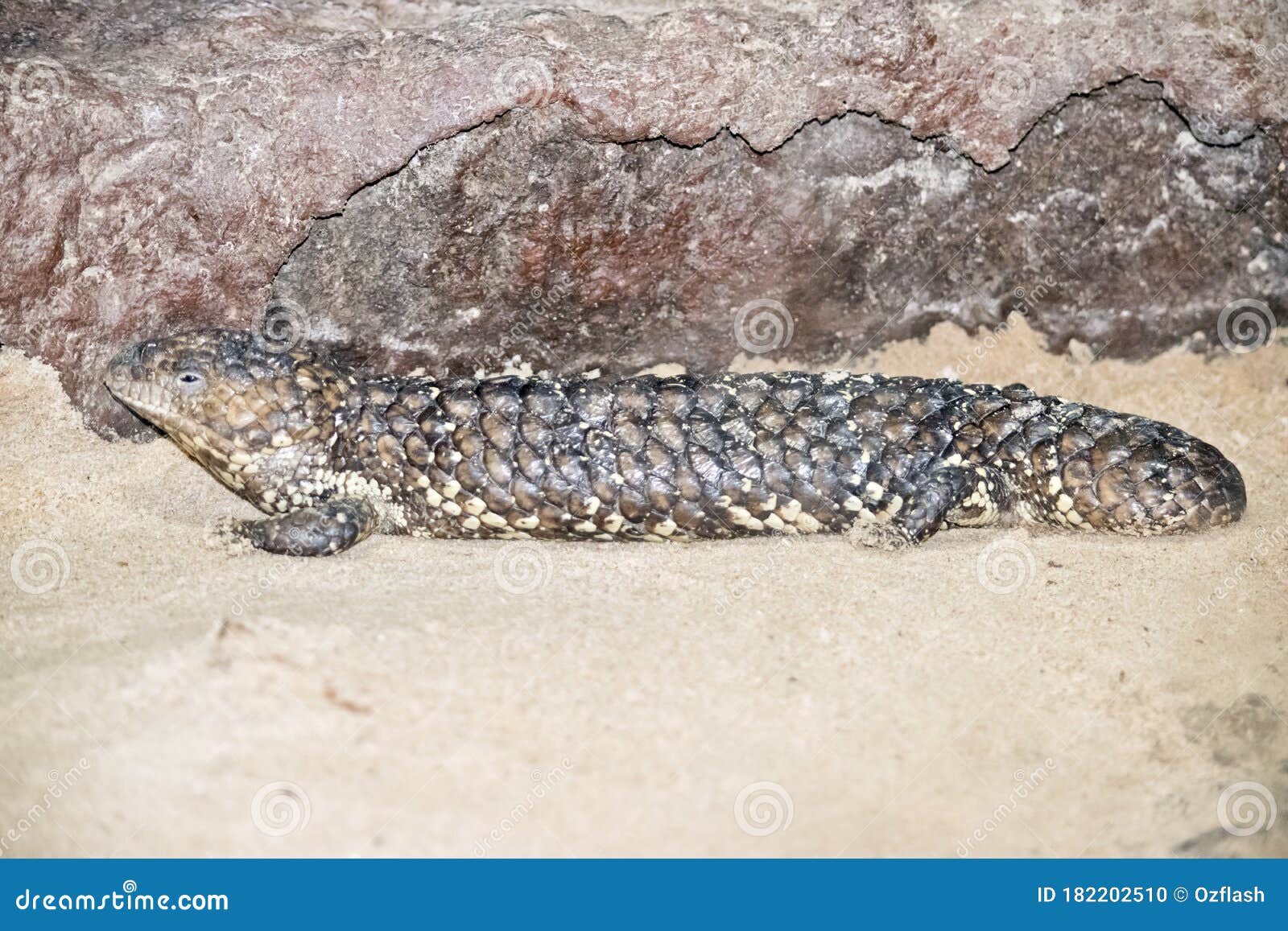 This is a Side View of a Shingle Back Lizard Stock Photo - Image of ...