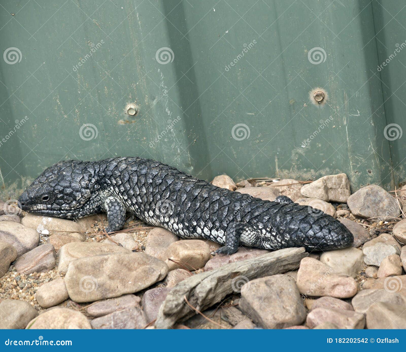 This is a Side View of a Shingle Back Lizard Stock Photo - Image of ...
