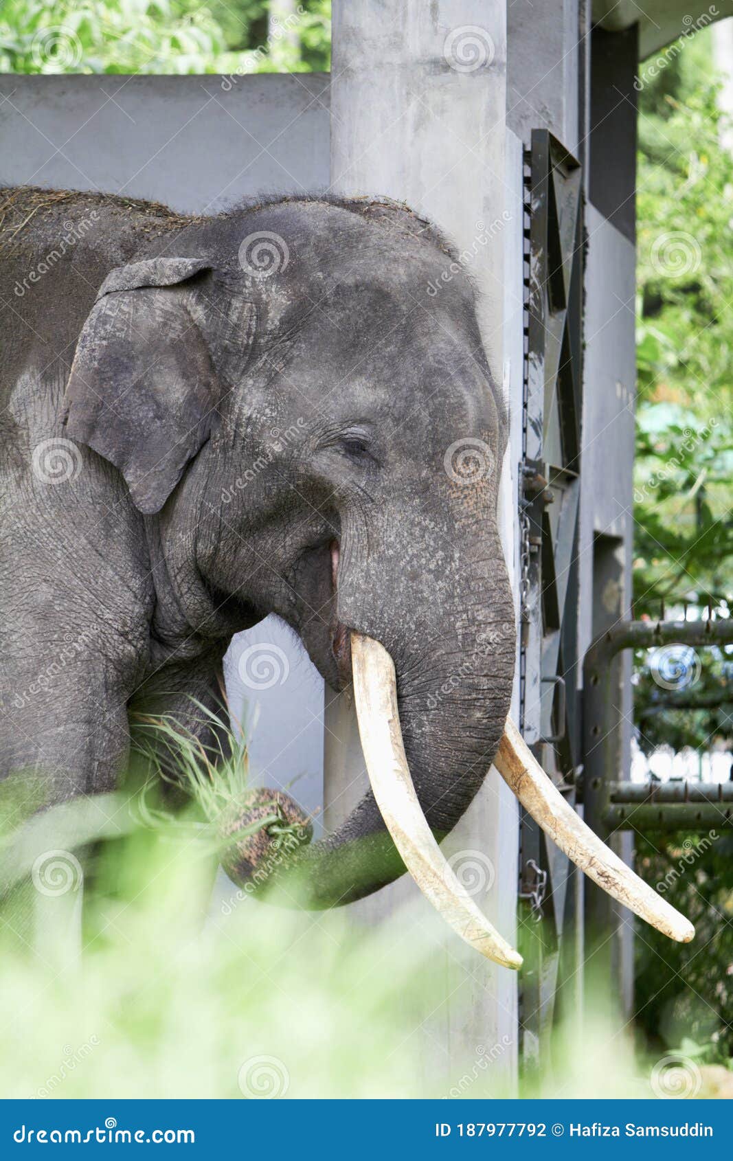 Side View Shot of an Elephant with Husk. Conceptual Image Stock Photo ...