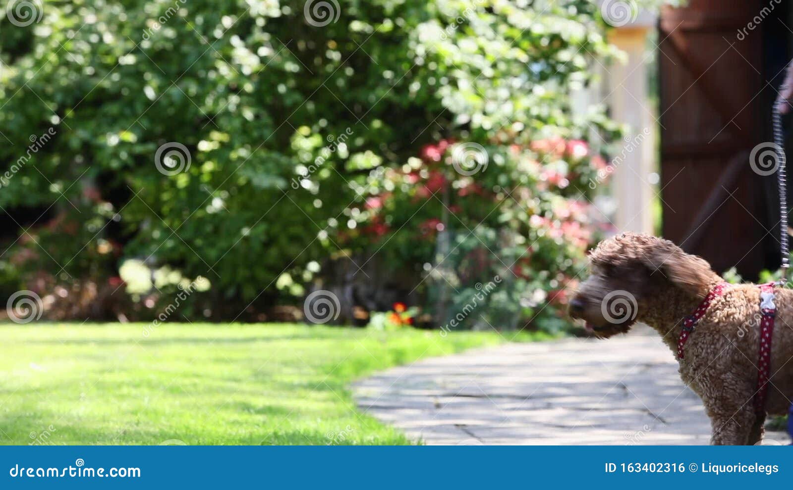 Fluffy Brown Cockapoo stock footage. Video of district - 163402316