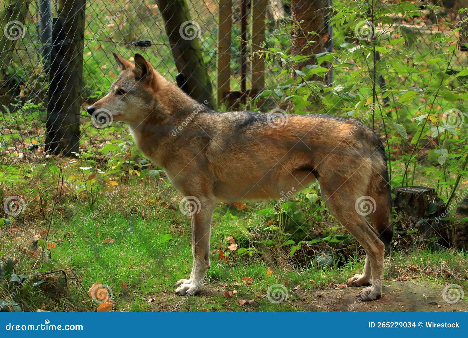 Side View Shot of a Mongolian Wolf in the Forest, Captured through ...