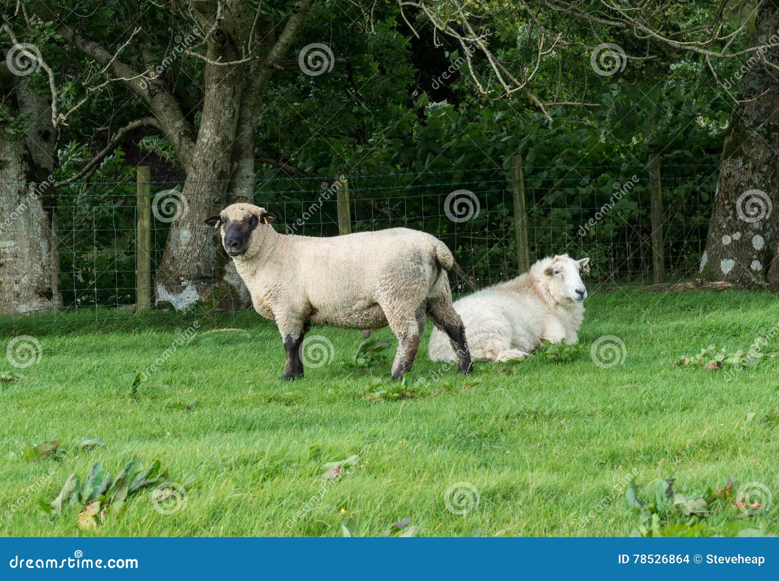 Side View of Shropshire Sheep in Meadow Stock Photo - Image of side ...