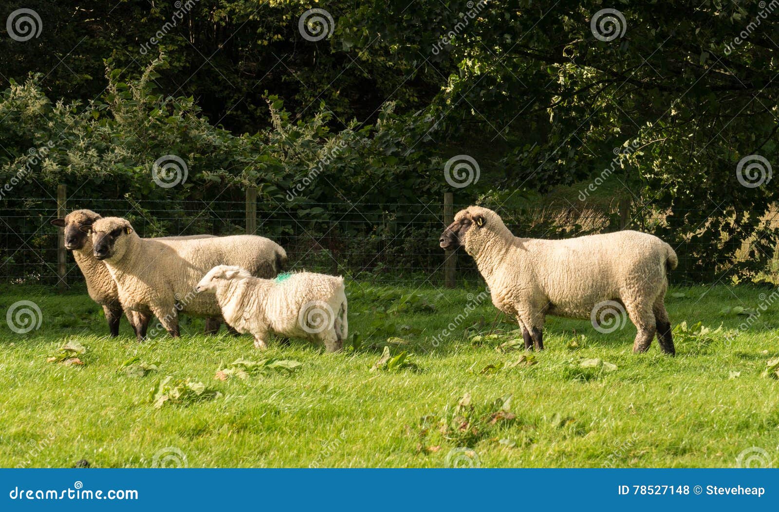 Side View of Shropshire Sheep in Meadow Stock Photo - Image of animal ...