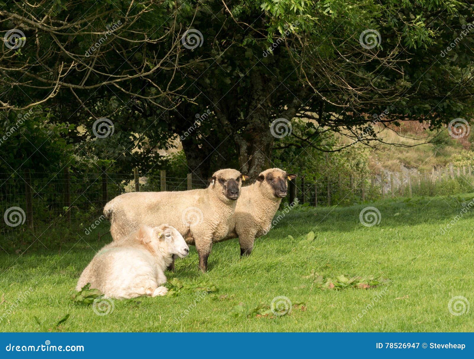 Side View of Shropshire Sheep in Meadow Stock Image - Image of ...