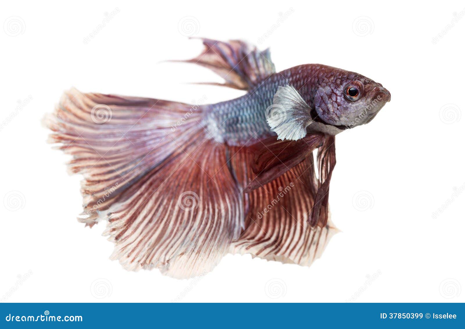 Side View of a Siamese Fighting Fish, Betta Splendens Stock Image ...
