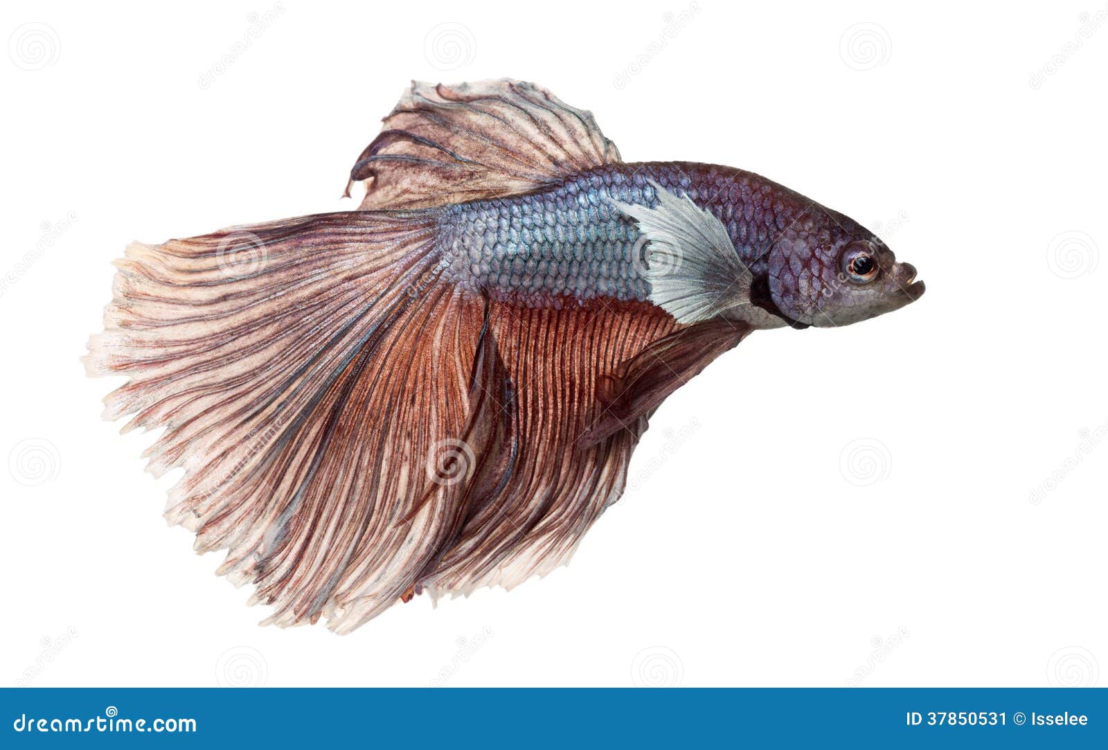 Side View of a Siamese Fighting Fish, Betta Splendens Stock Image ...