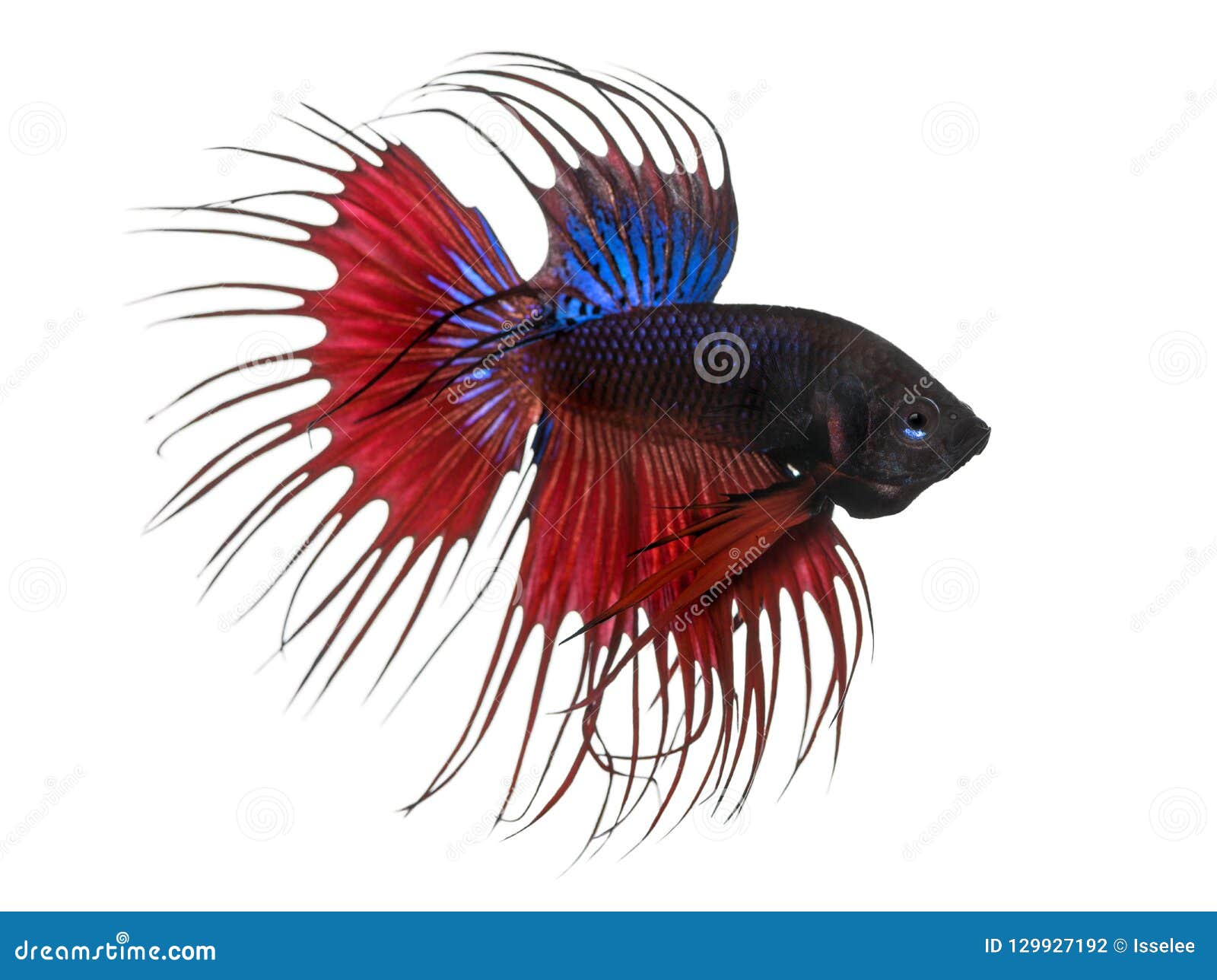 Side View of a Siamese Fighting Fish, Betta Splendens Stock Photo ...