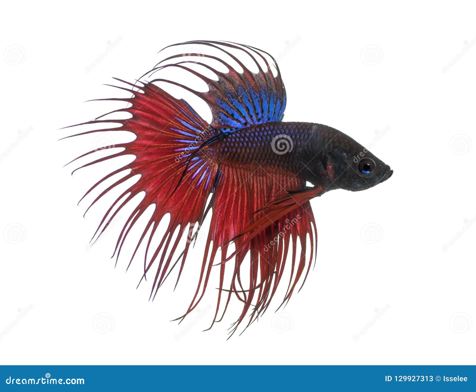Side View of a Siamese Fighting Fish, Betta Splendens Stock Image ...
