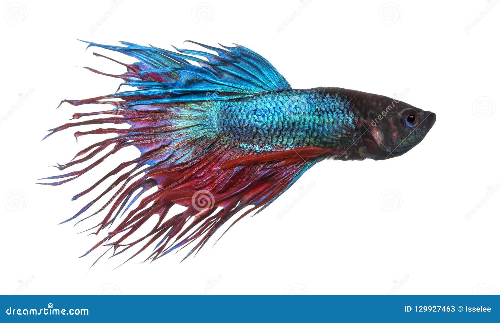 Side View of a Siamese Fighting Fish, Betta Splendens Stock Image ...