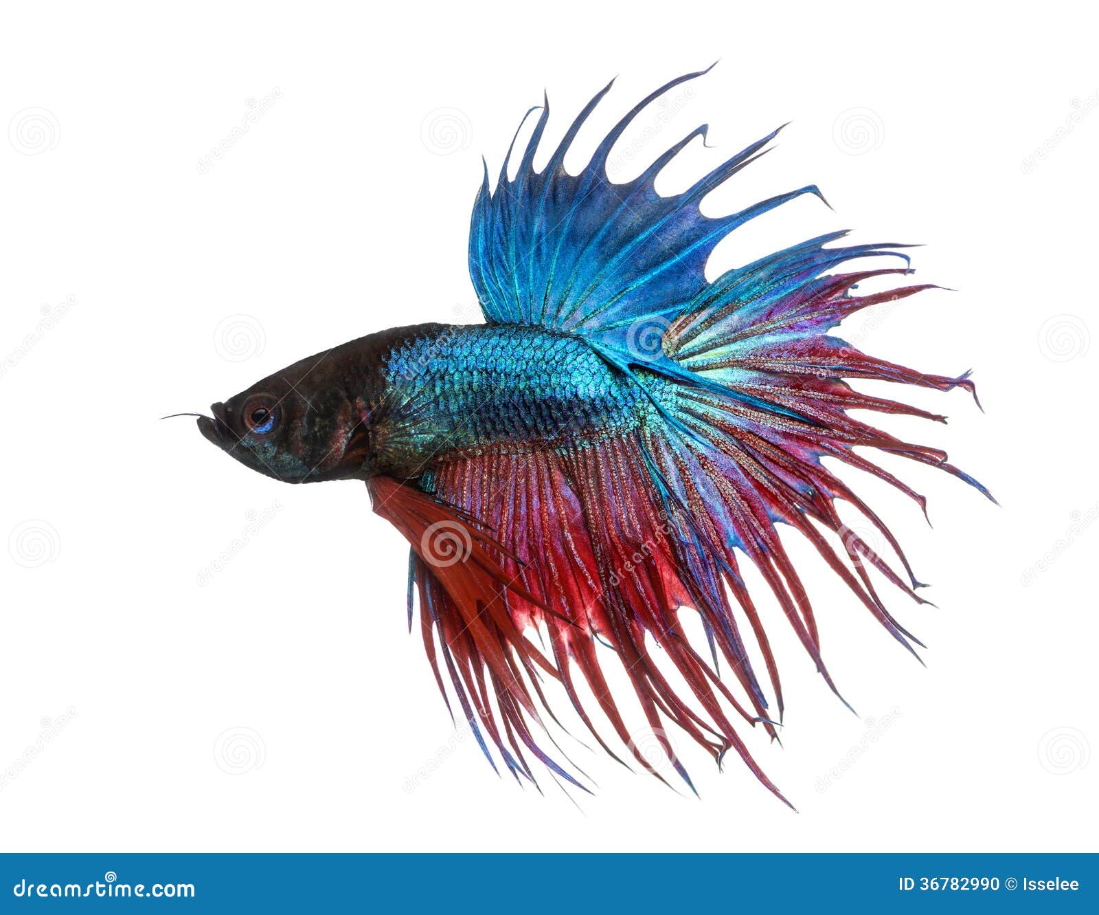 Betta Splendens Male - Malaysian Fighter Fish Stock Image ...