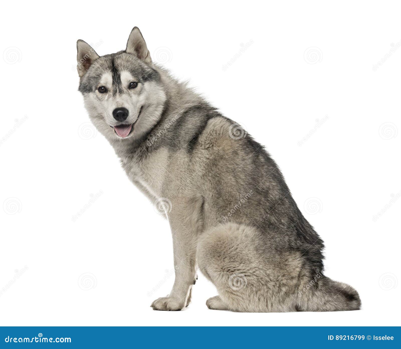 Side View of a Siberian Husky Sitting, 1,5 Year Old Stock Image - Image ...