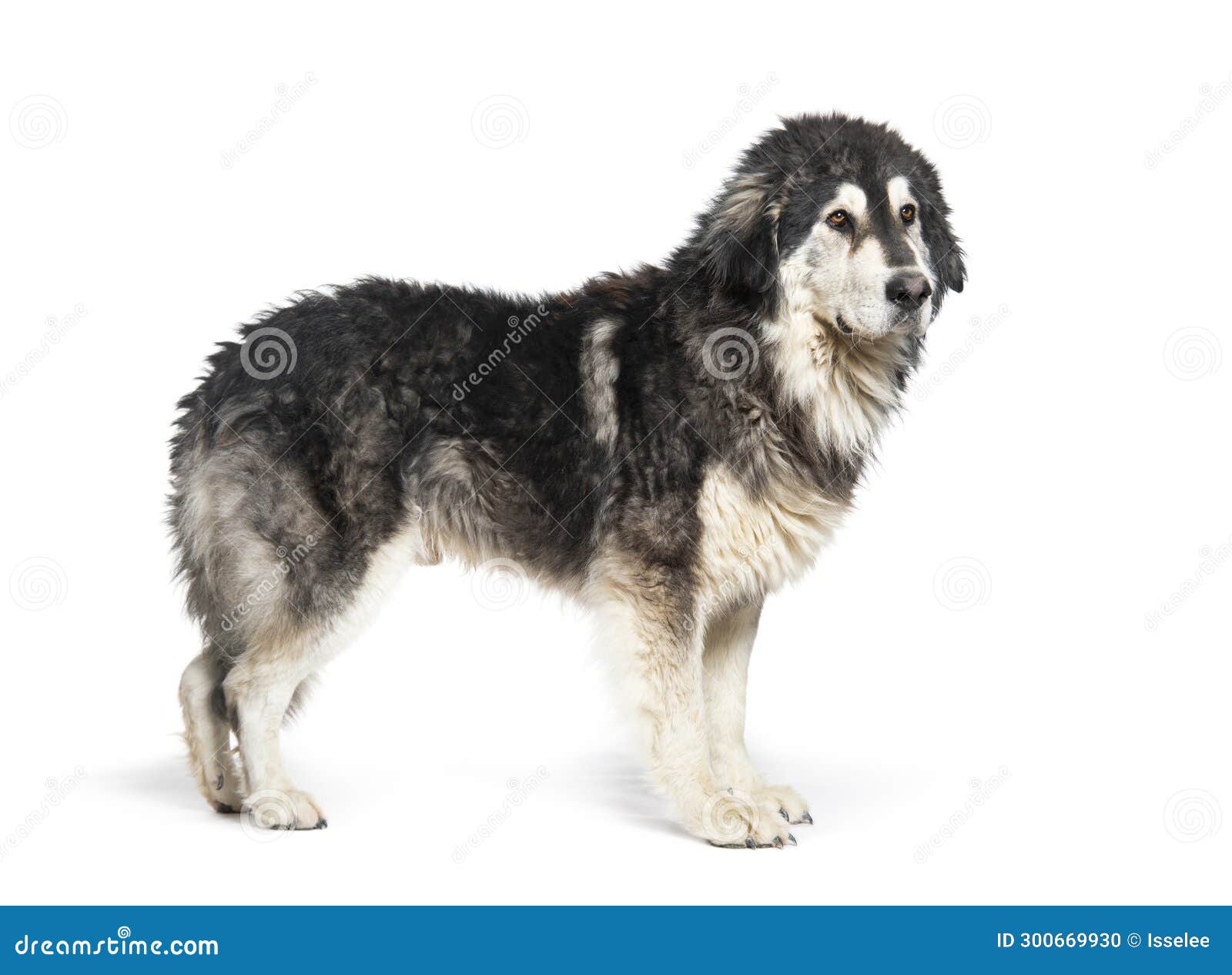 Side View of a Sila Shepherd Standing, Isolated on White Stock Photo ...