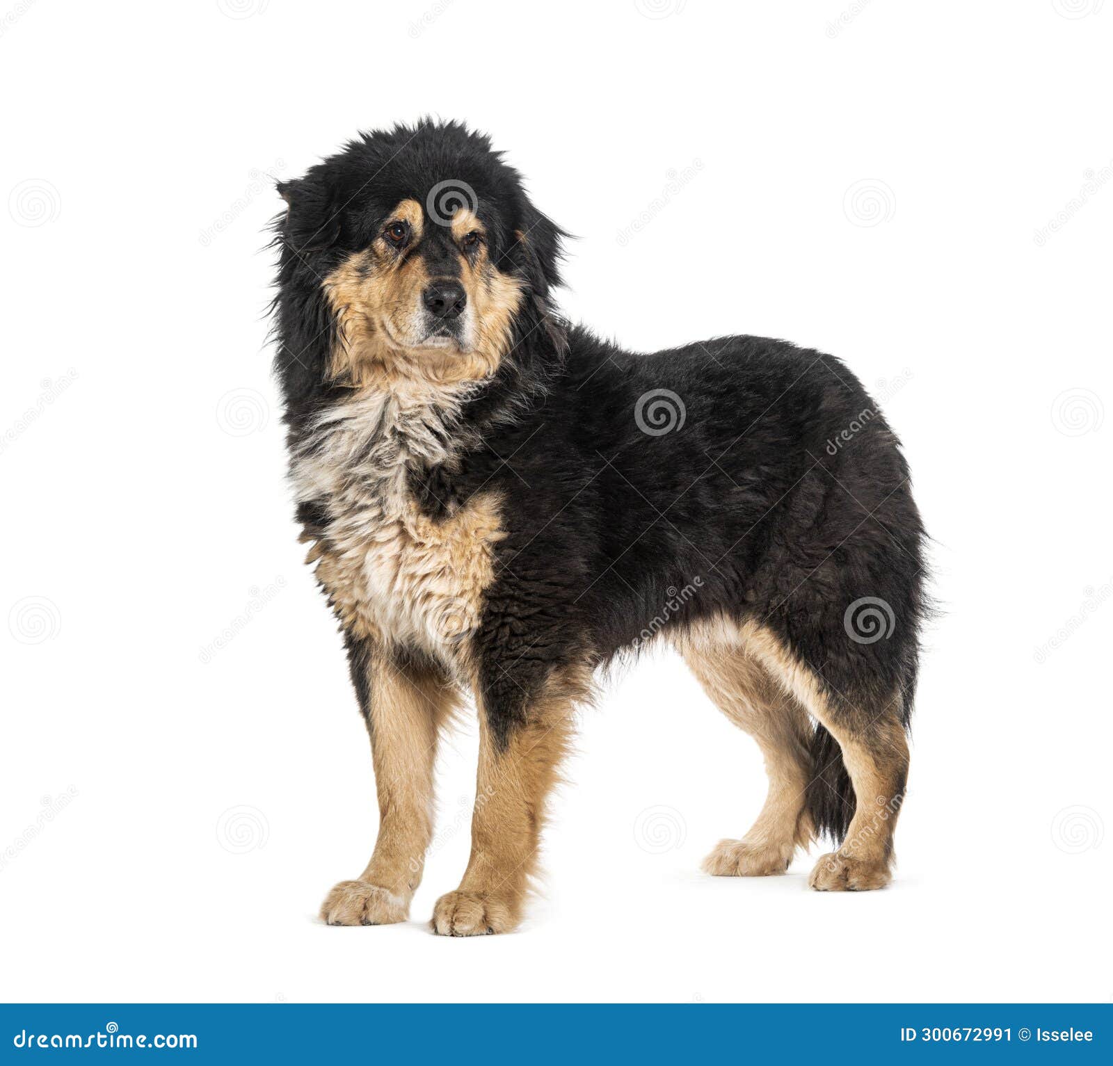 Side View of a Sila Shepherd Standing, Isolated on White Stock Image ...