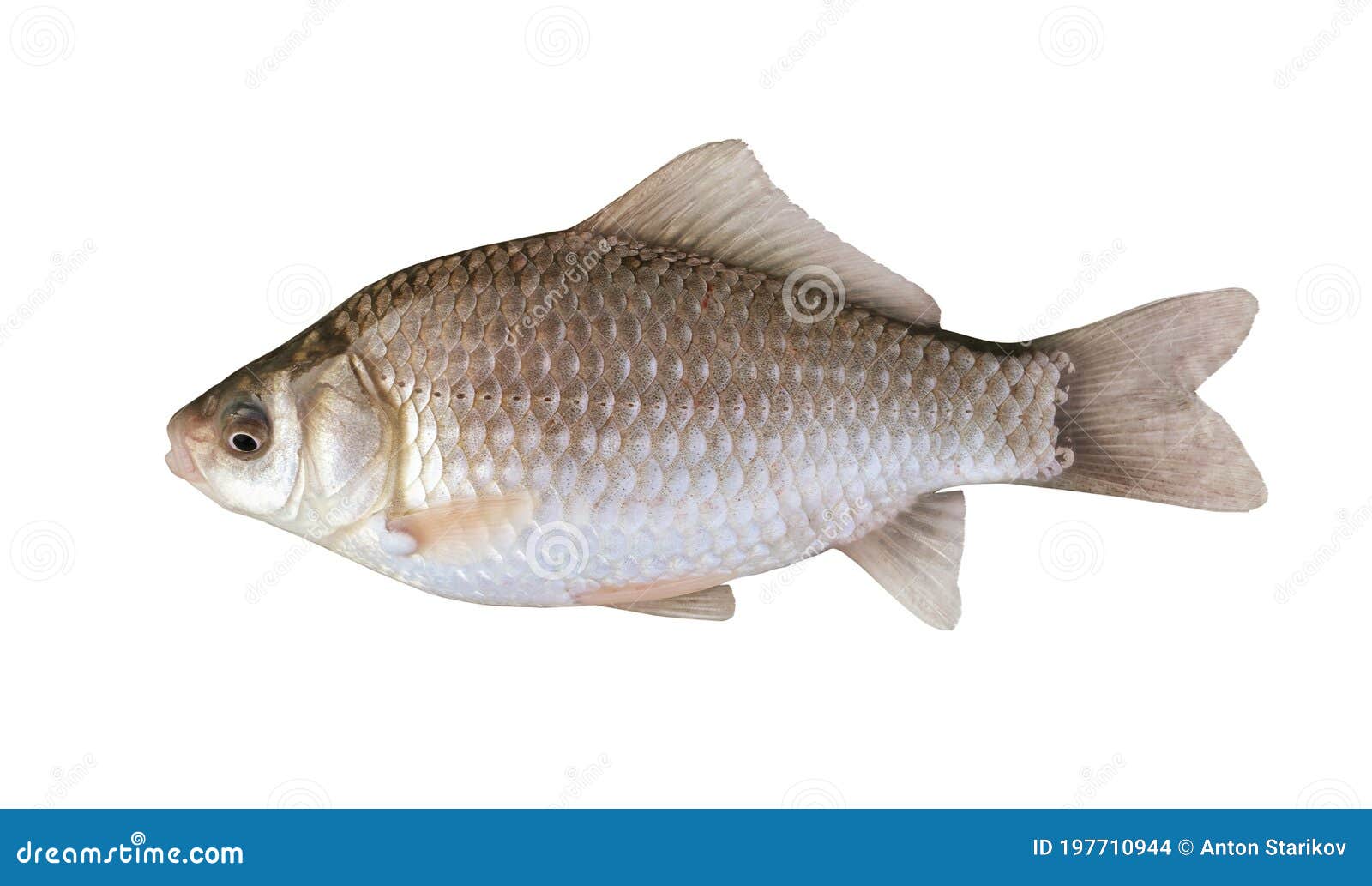 Prussian Carp (Carassius Gibelio). Stock Photo | CartoonDealer.com ...