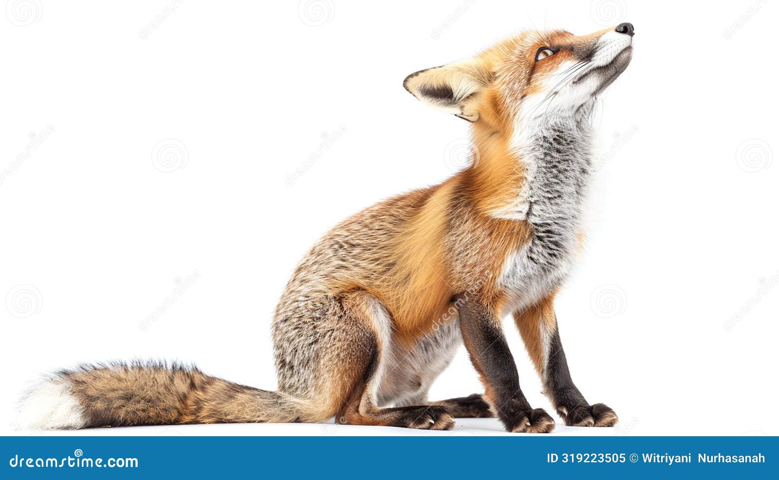 Side View, Silvers Fox, Looking Up, Isolated on White. Generative Ai ...