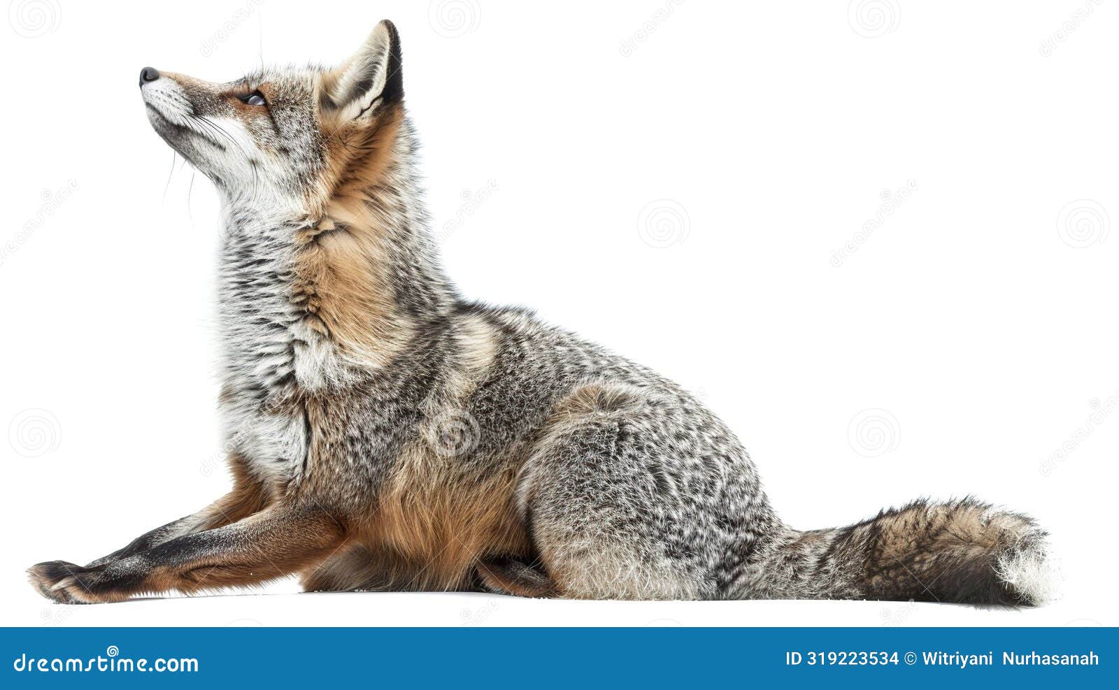 Side View, Silvers Fox, Looking Up, Isolated On White. Generative Ai ...