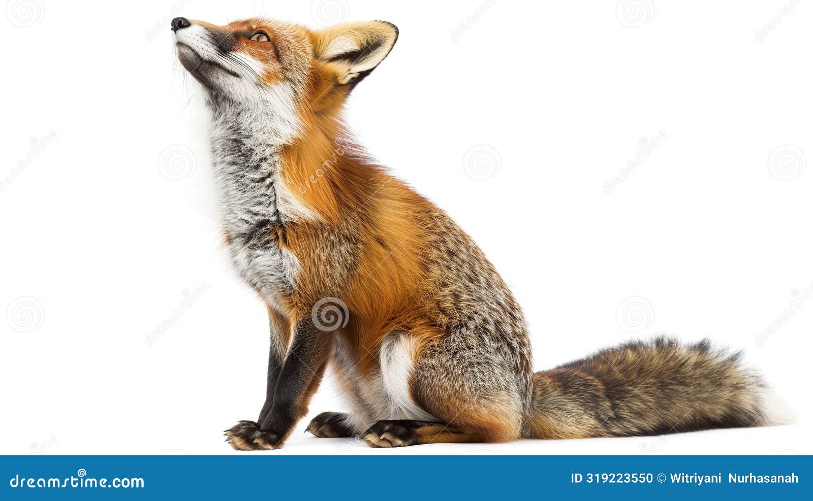 Side View, Silvers Fox, Looking Up, Isolated on White. Generative Ai ...