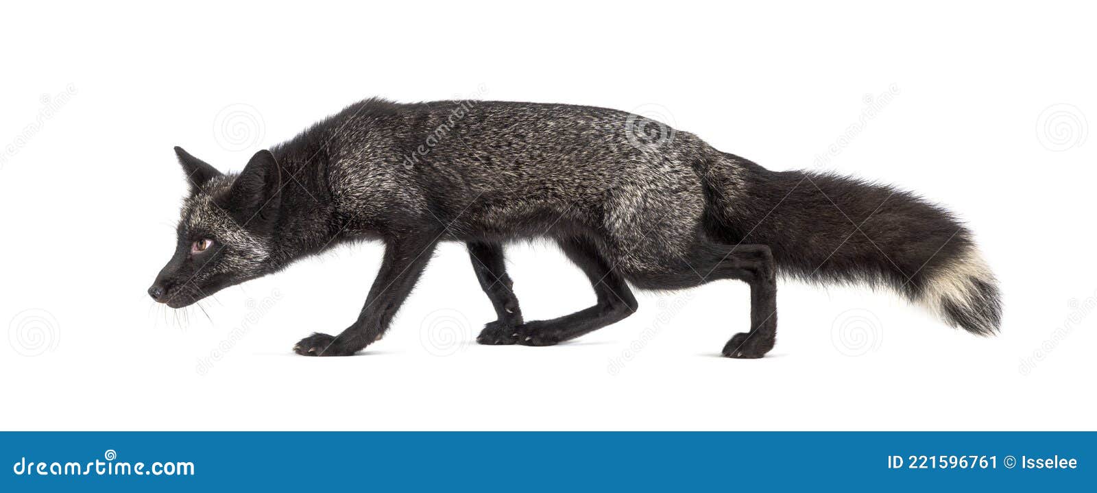 Side View of a Silvers Fox Running Away, Isolated Stock Image - Image ...