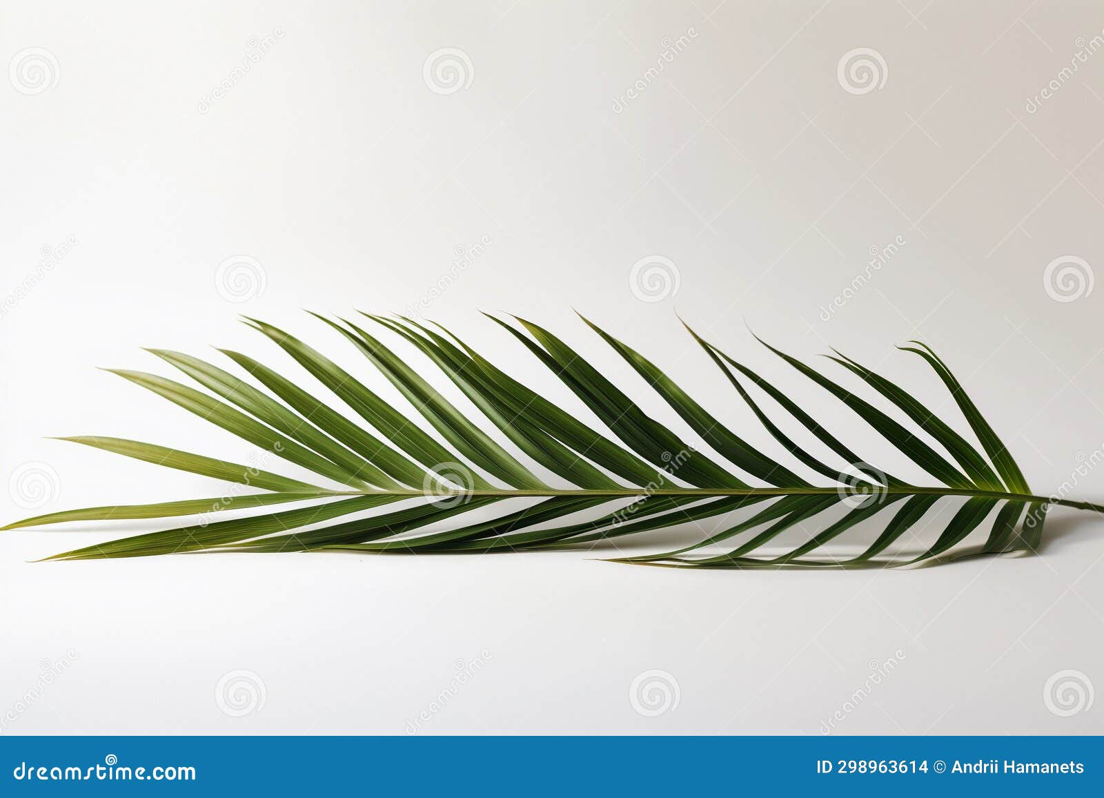 Side View of a Single Palm Leaf on a Minimalist White Background Stock ...