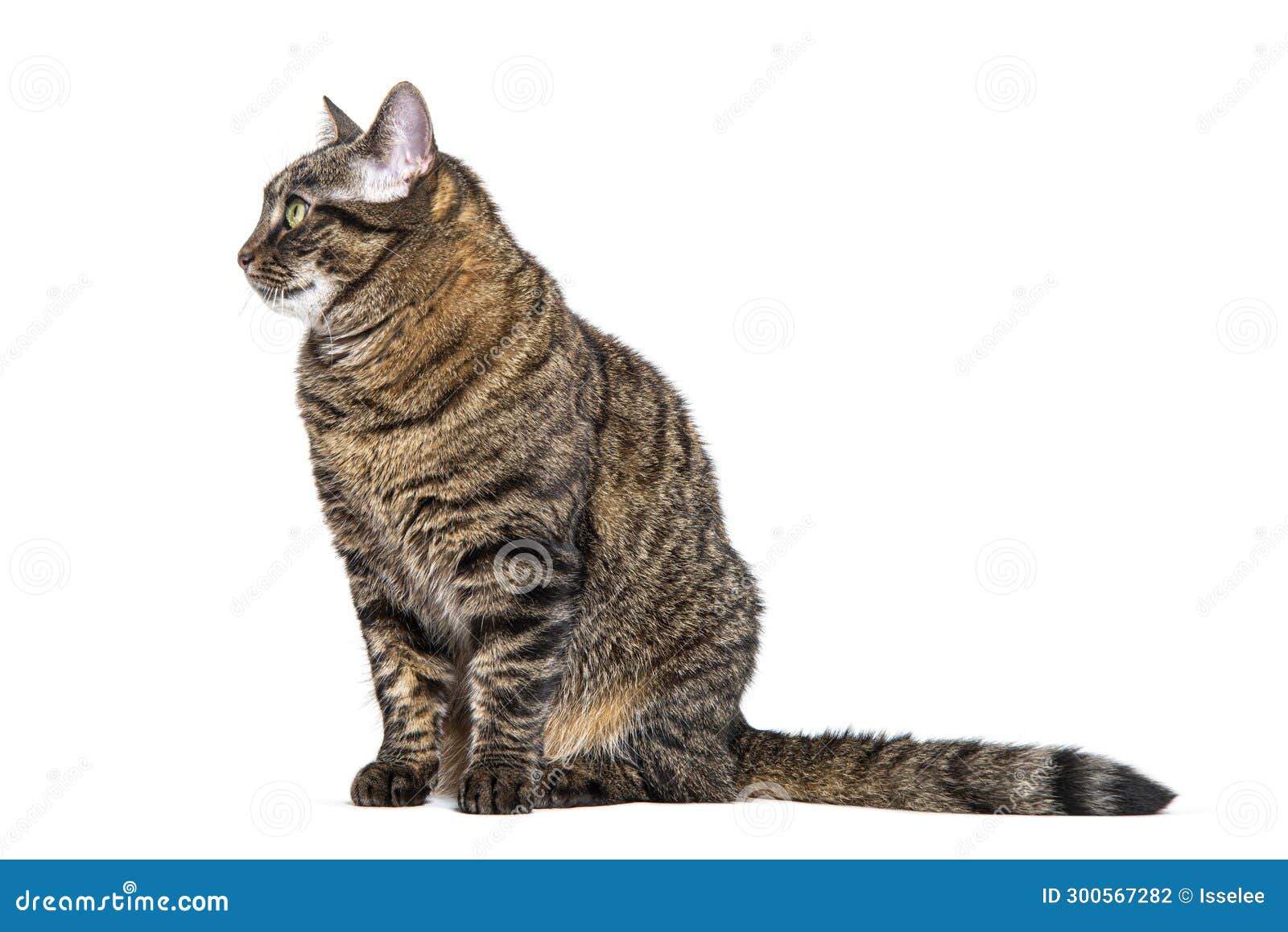 Side View of a Sitting Tabby Crossbreed Cat Looking Away, Isolated on ...