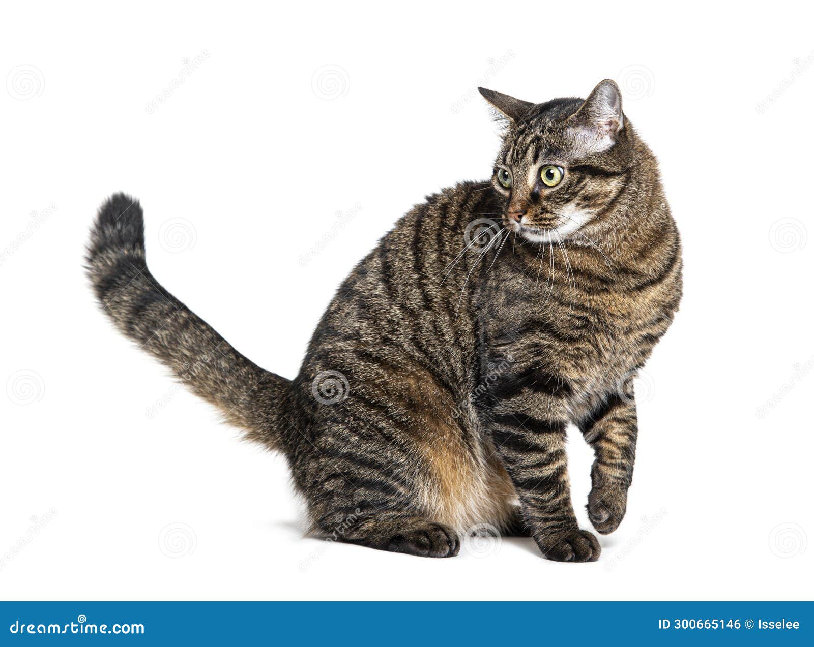 Side View of a Sitting Tabby Crossbreed Cat Looking Away, Isolated on ...