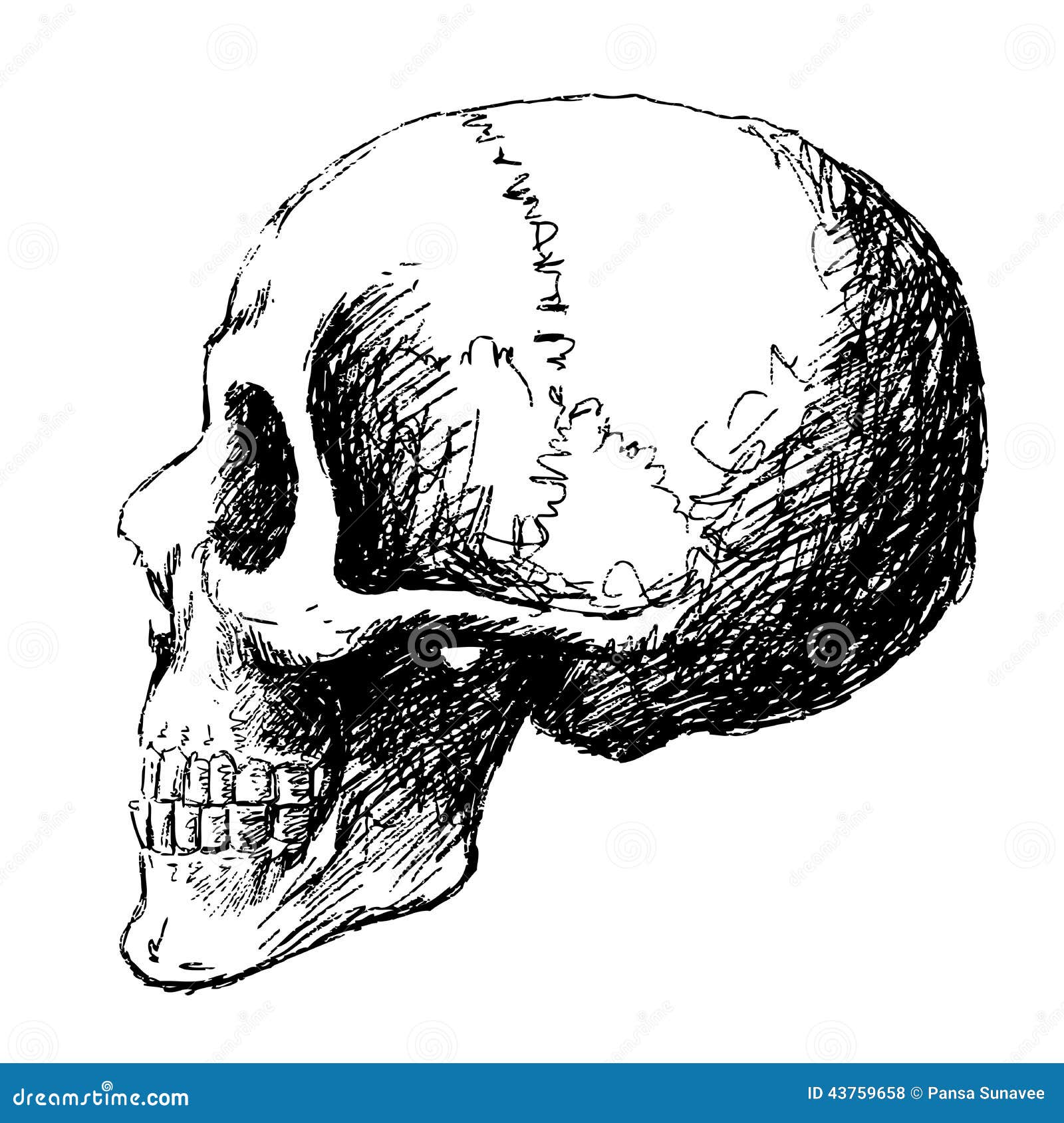 Side view of skull stock vector. Illustration of skull - 43759658