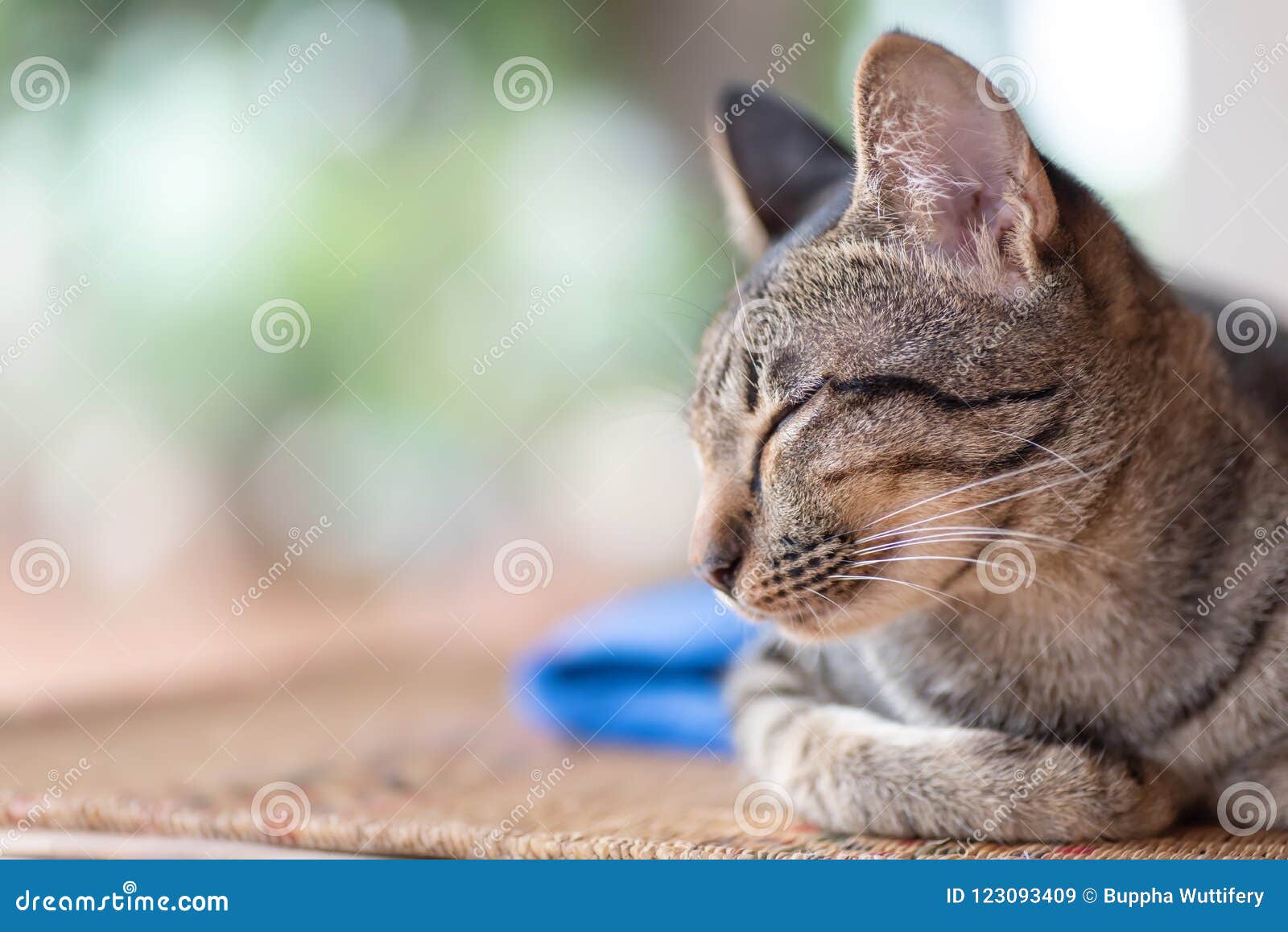Side View of Sleeping Cat on the Mat Stock Image - Image of striped ...