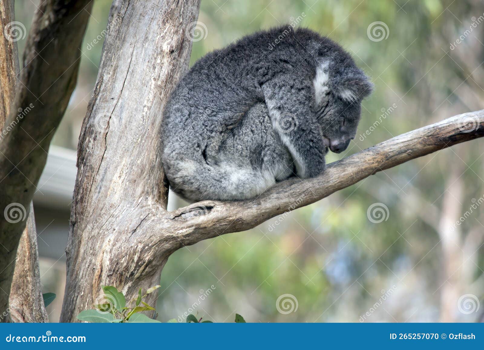 The Koala Has Grey Fur on Its Body a White Chest and White Ears and a ...