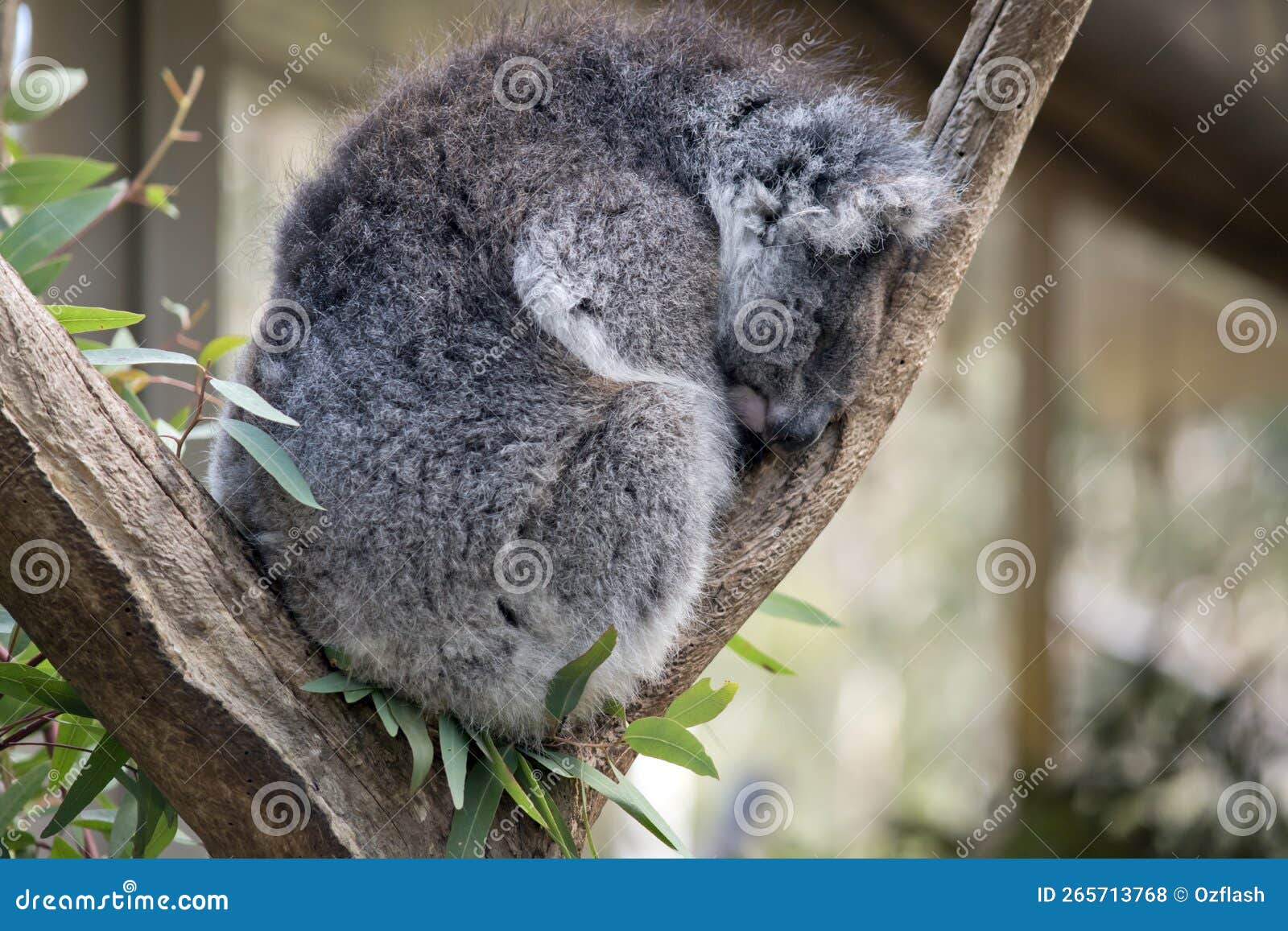 The Koala Has Grey Fur on Its Body a White Chest and White Ears and a ...