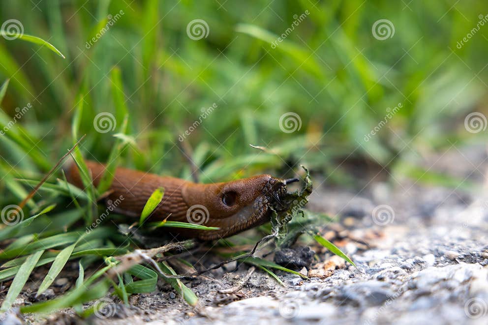 Side View of a Slug Crawling among Green Grass Stock Photo - Image of ...