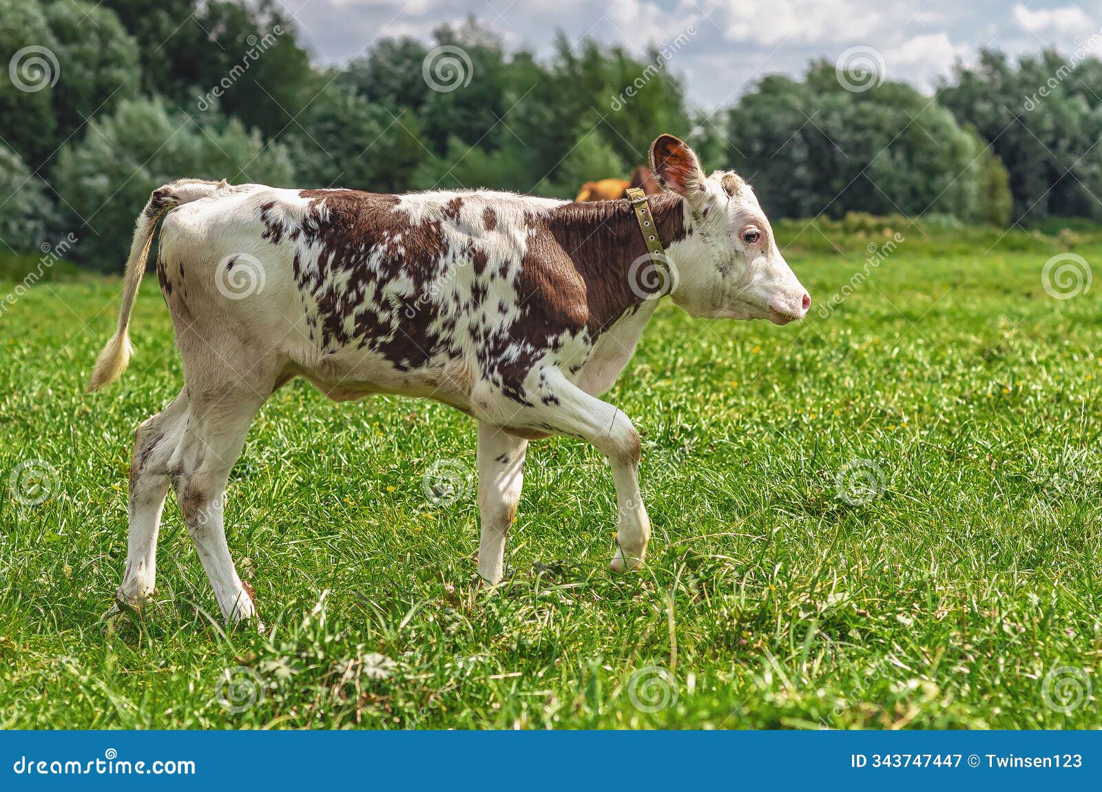 Side View of Small Calf Walking on Pasture with Green Grass. Background ...