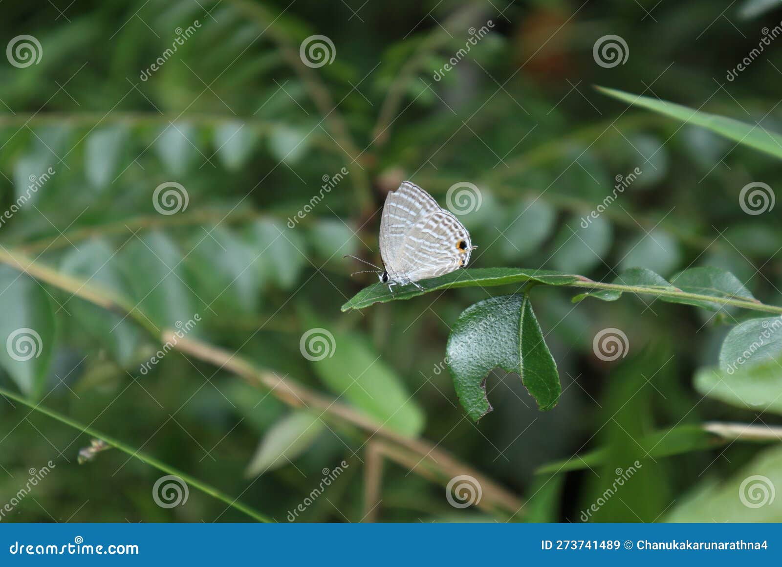 Curry Tree Royalty-Free Stock Photo | CartoonDealer.com #4247433