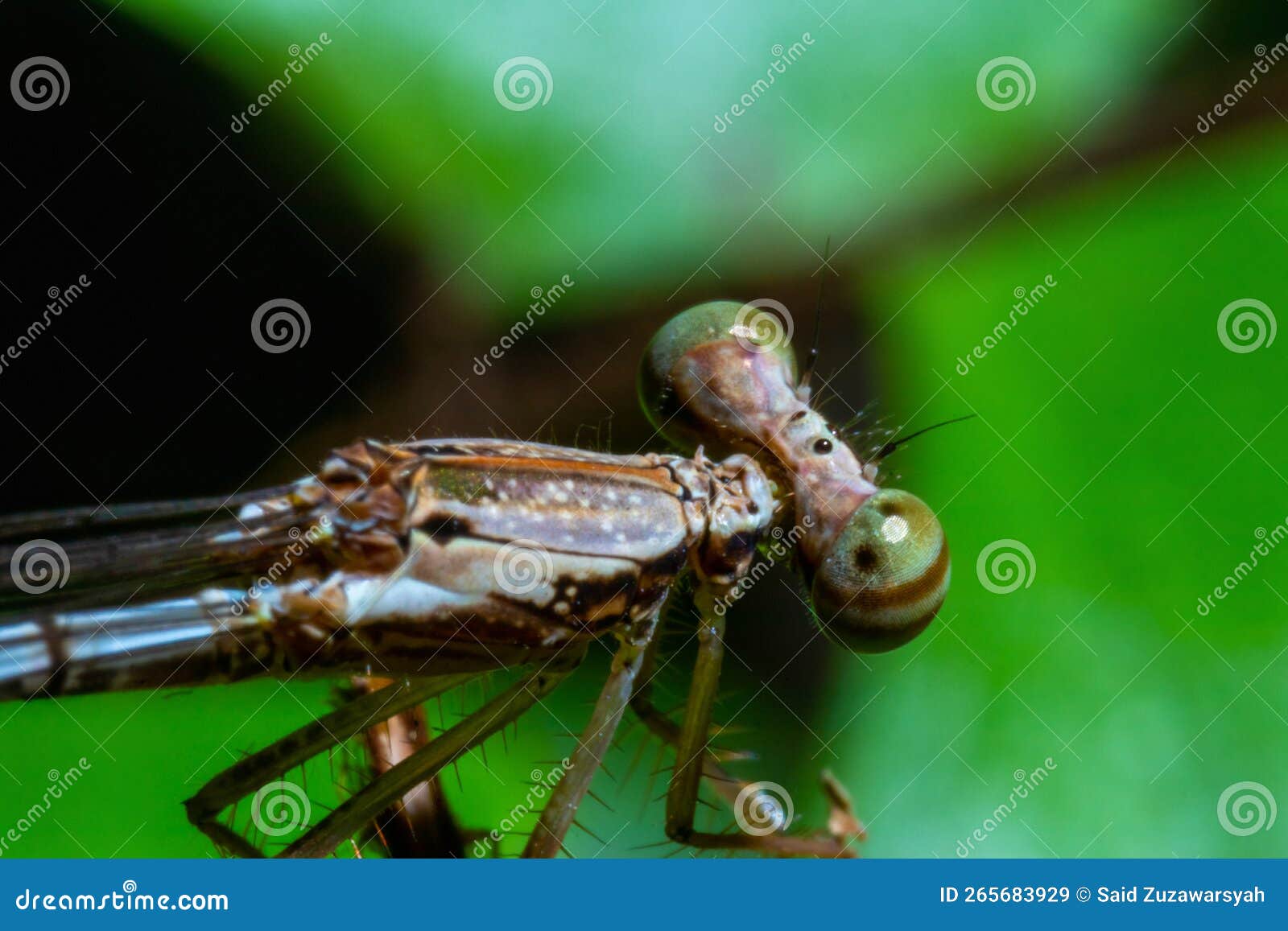 Side View of a Small Dragonfly Stock Image - Image of plant, background ...