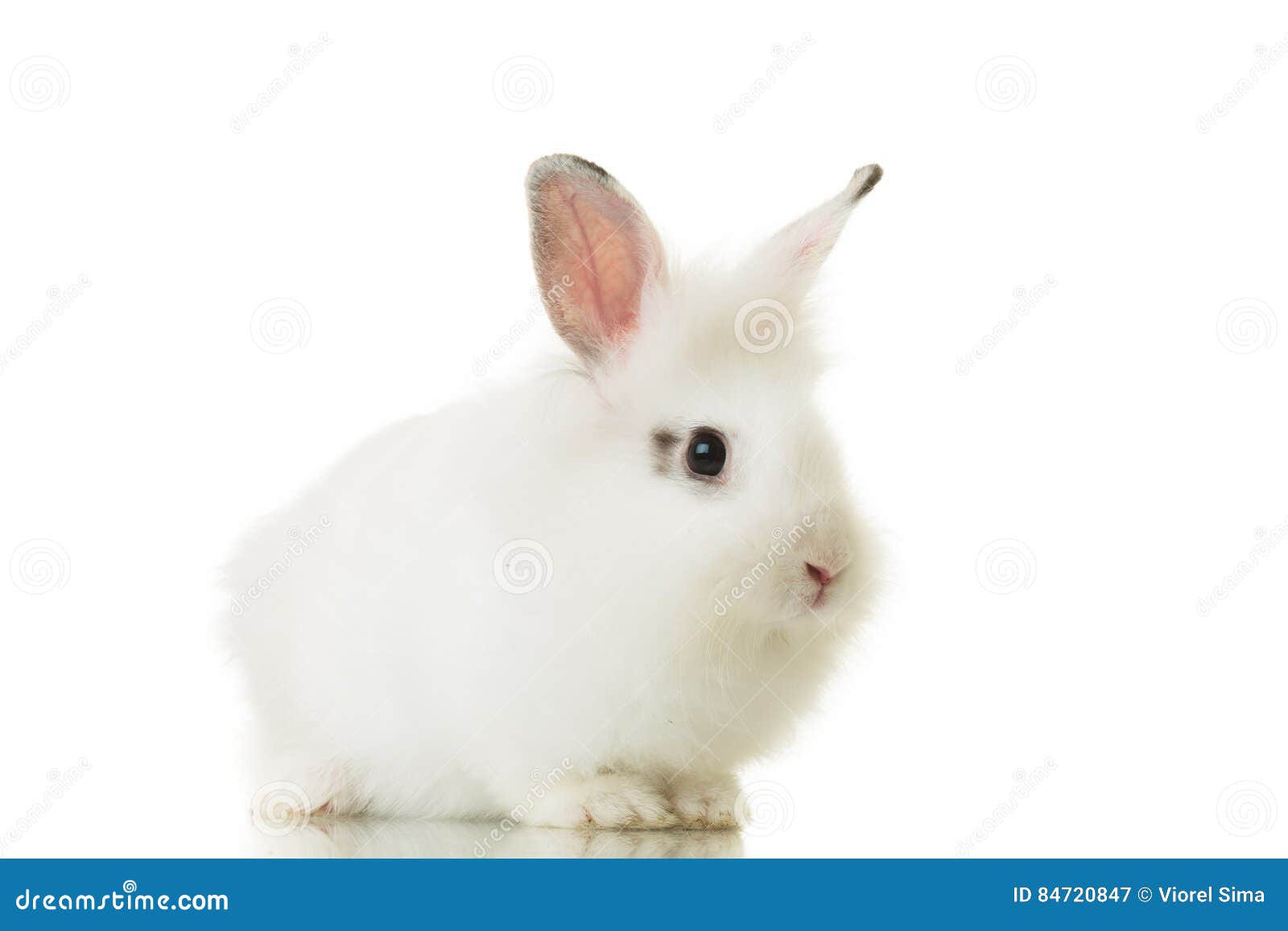 Side View of a Small Rabbit Isolated on White Background Stock Image ...