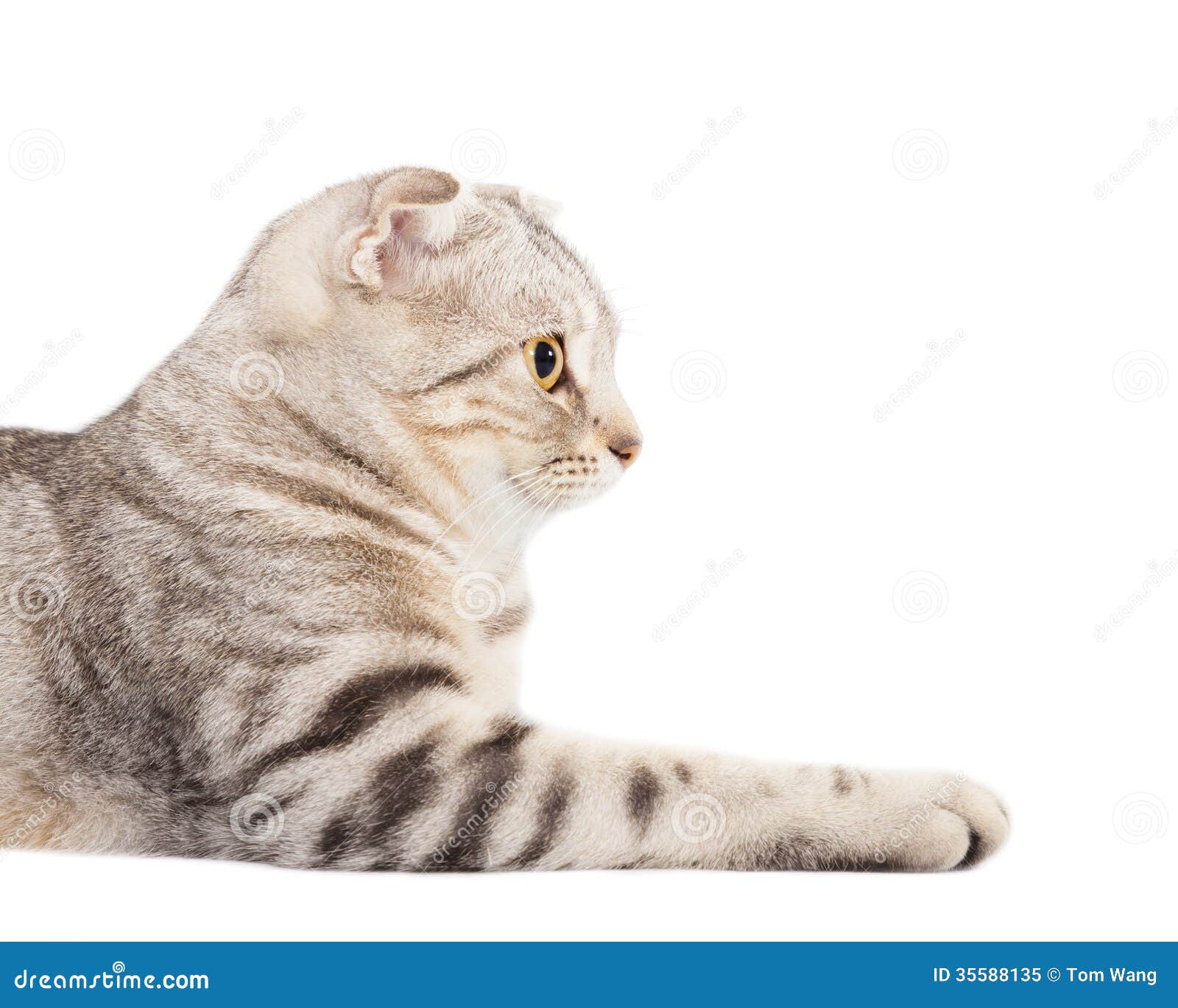 Side view smiling cat stock image. Image of smiling, baby - 35588135