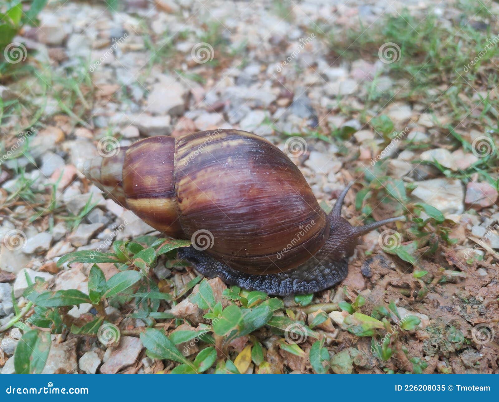 Side View a Snell Crawling on the Field. Stock Image - Image of front ...