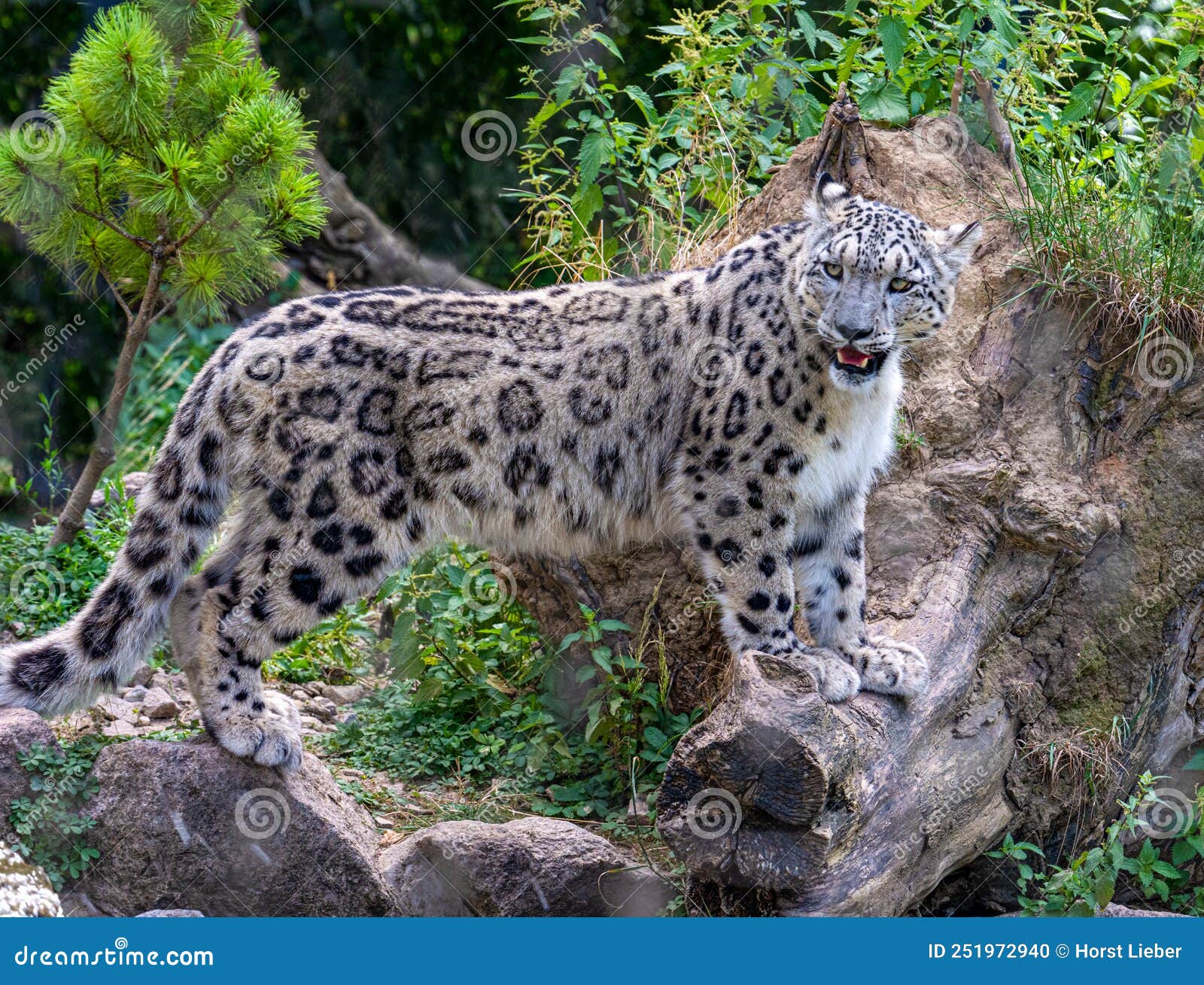 Side View of a Snow Leopard Panthera Uncia Stock Photo - Image of ...