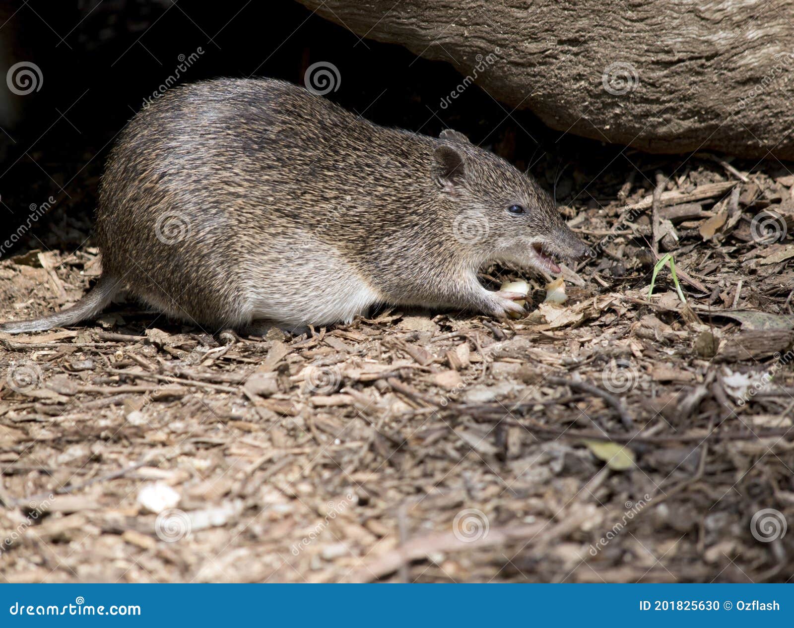 This is a Side View of a Southern Brown Bandicoot Stock Photo - Image ...