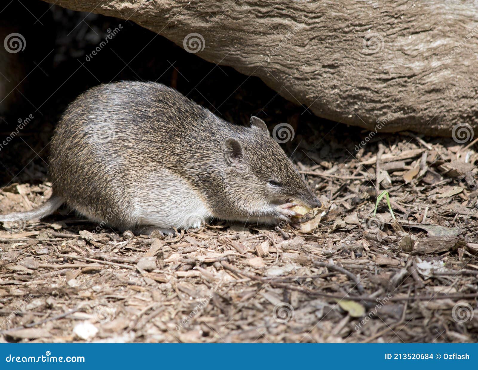 This is a Side View of a Southern Brown Bandicoot Stock Photo - Image ...