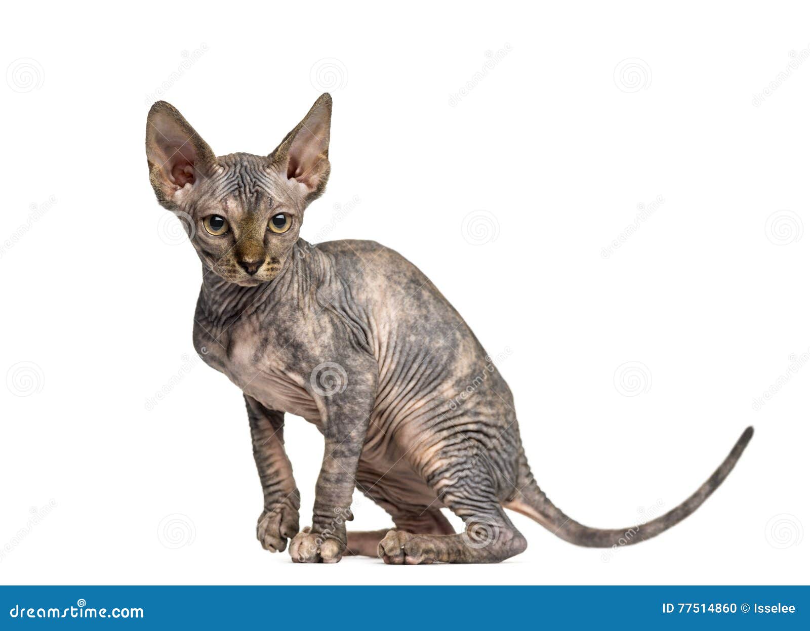 Side View of a Sphynx Kitten Sitting Stock Photo - Image of kitten ...