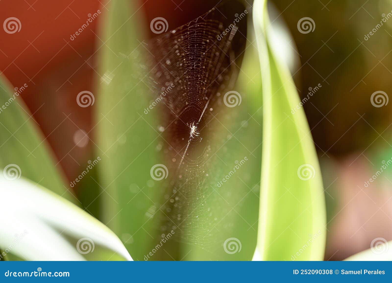 Side View of a Spider in the Center of a Spider S Web Stock Photo ...