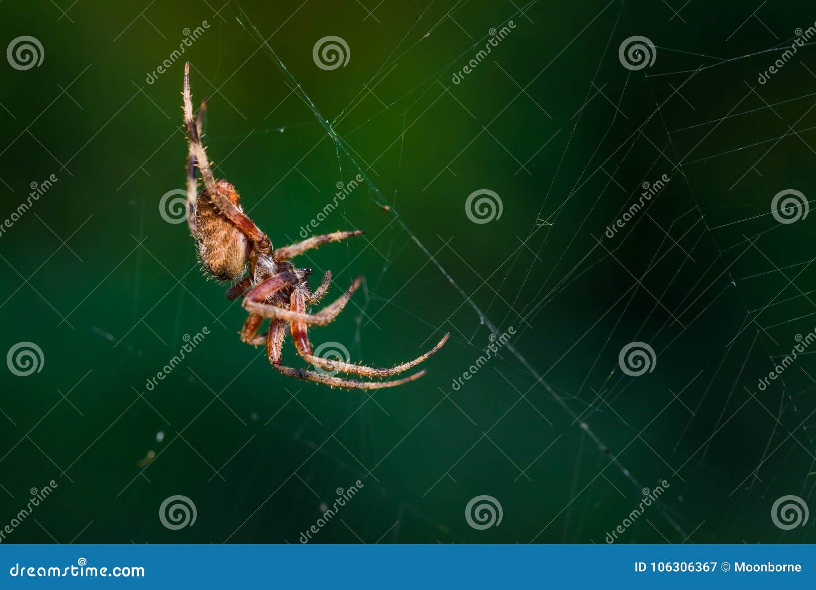 Large Brown Spider Side View Stock Images - Download 15 Royalty Free Photos