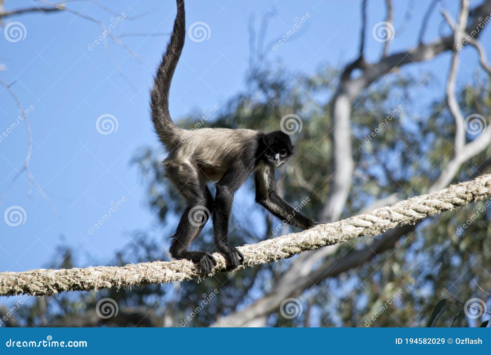The Spider Monkey is Climbing on a Rope Stock Image - Image of family ...