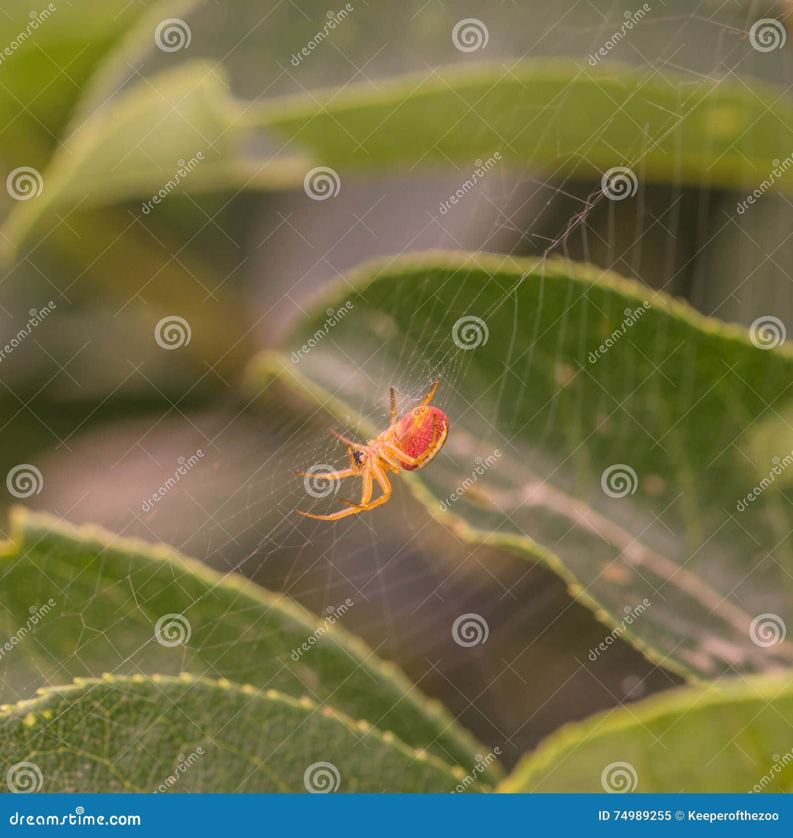 Side View of a Spider in Web Stock Image - Image of arthropod, biology ...